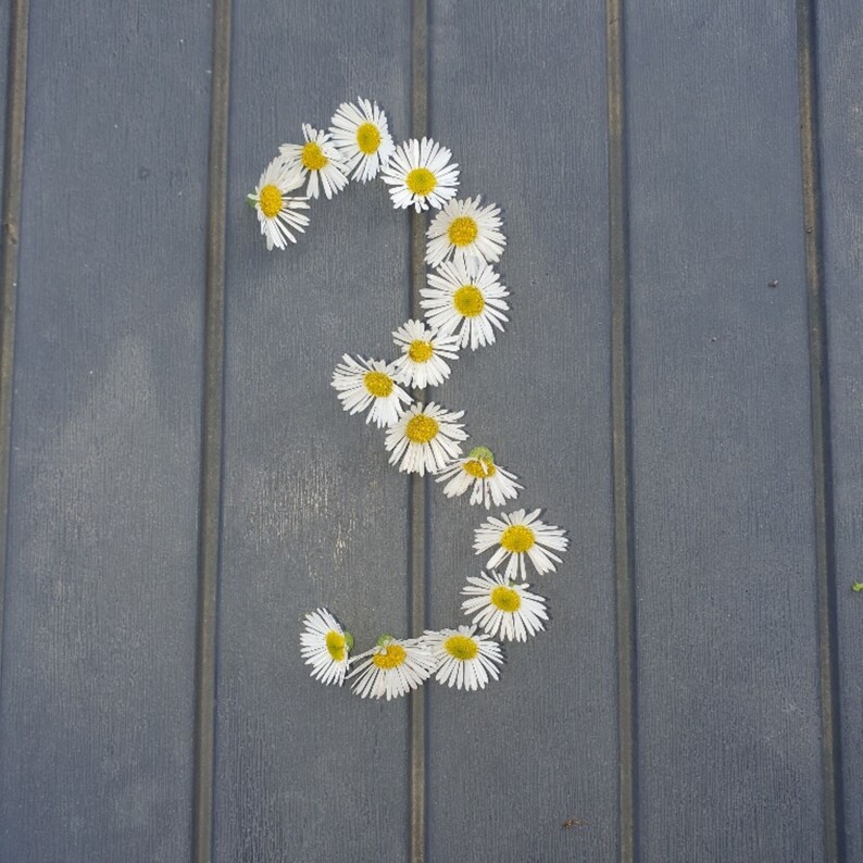 Daisy Numbers 1 to 10 Number Flashcards One to Ten Nature - Etsy