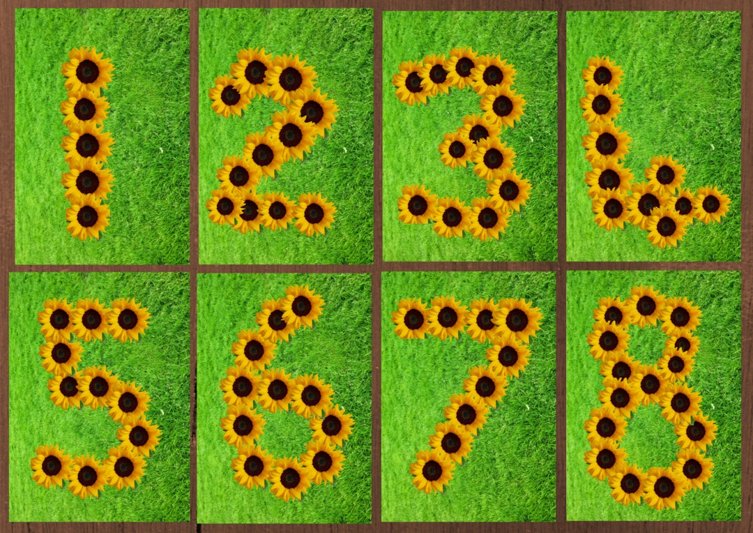 Sunflower Flashcards 1 to 10 - Summer Theme - Preschool Learning ...