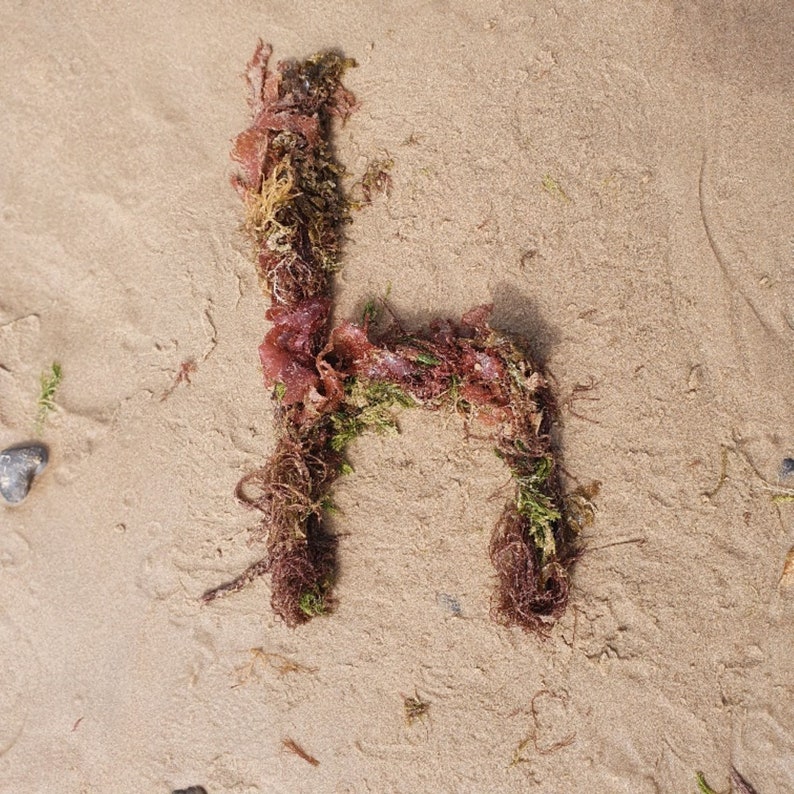 Seaweed Letters a to Z Phonics Alphabet Flashcards - Etsy