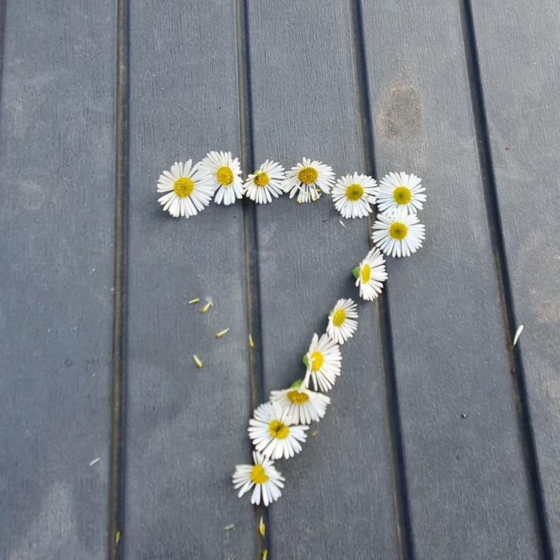 Daisy Numbers 1 to 10 Number Flashcards One to Ten Nature - Etsy