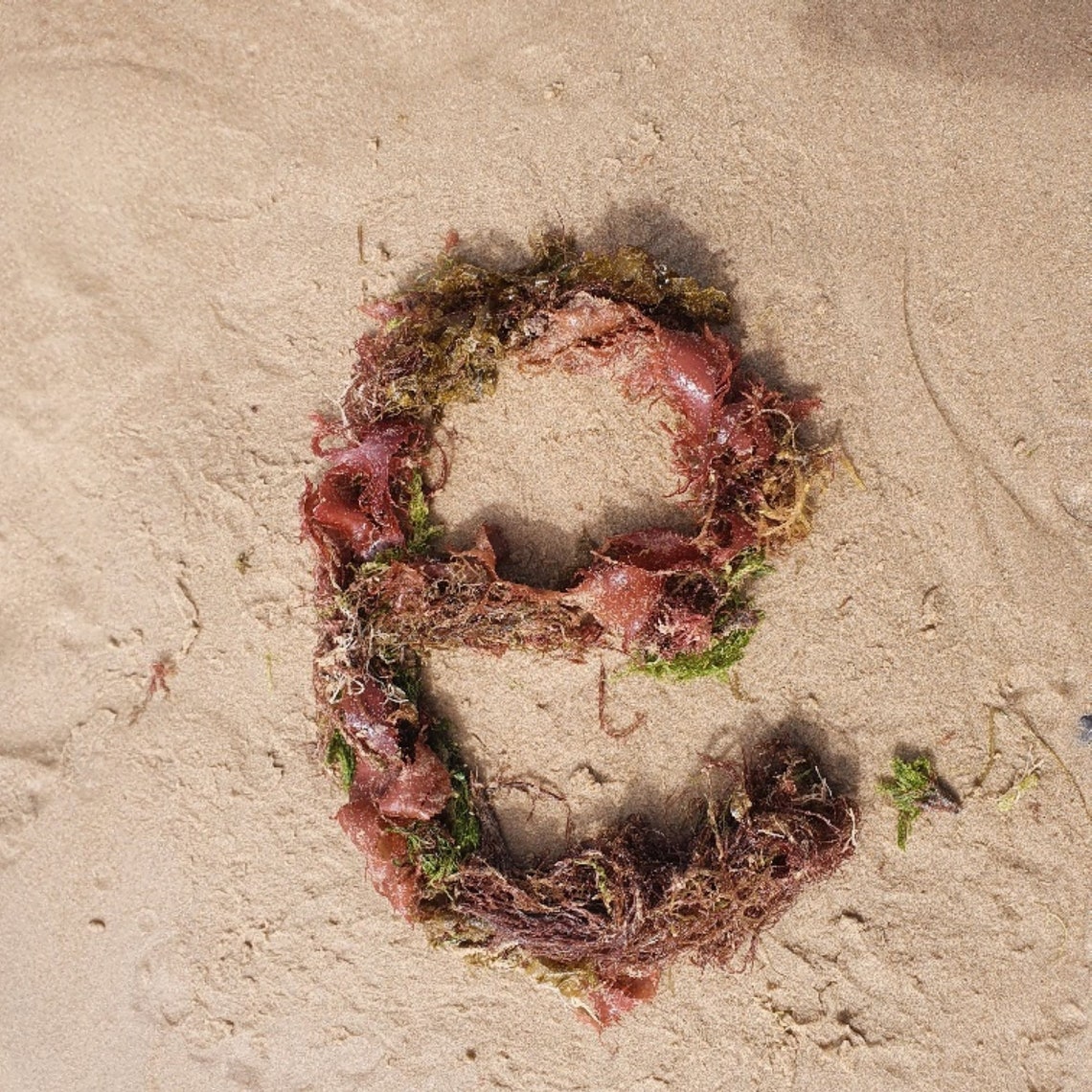 Seaweed Letters a to Z Phonics Alphabet Flashcards - Etsy UK