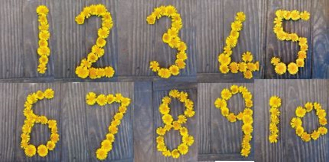Yellow Flower Number Flashcards - EYFS Digital Resource - Counting 1 to ...
