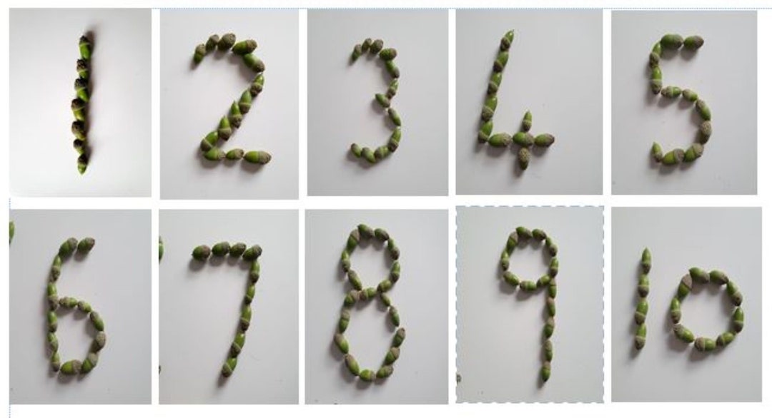 EYFS Acorn Numbers - Counting Flashcards - Pre School Learning ...