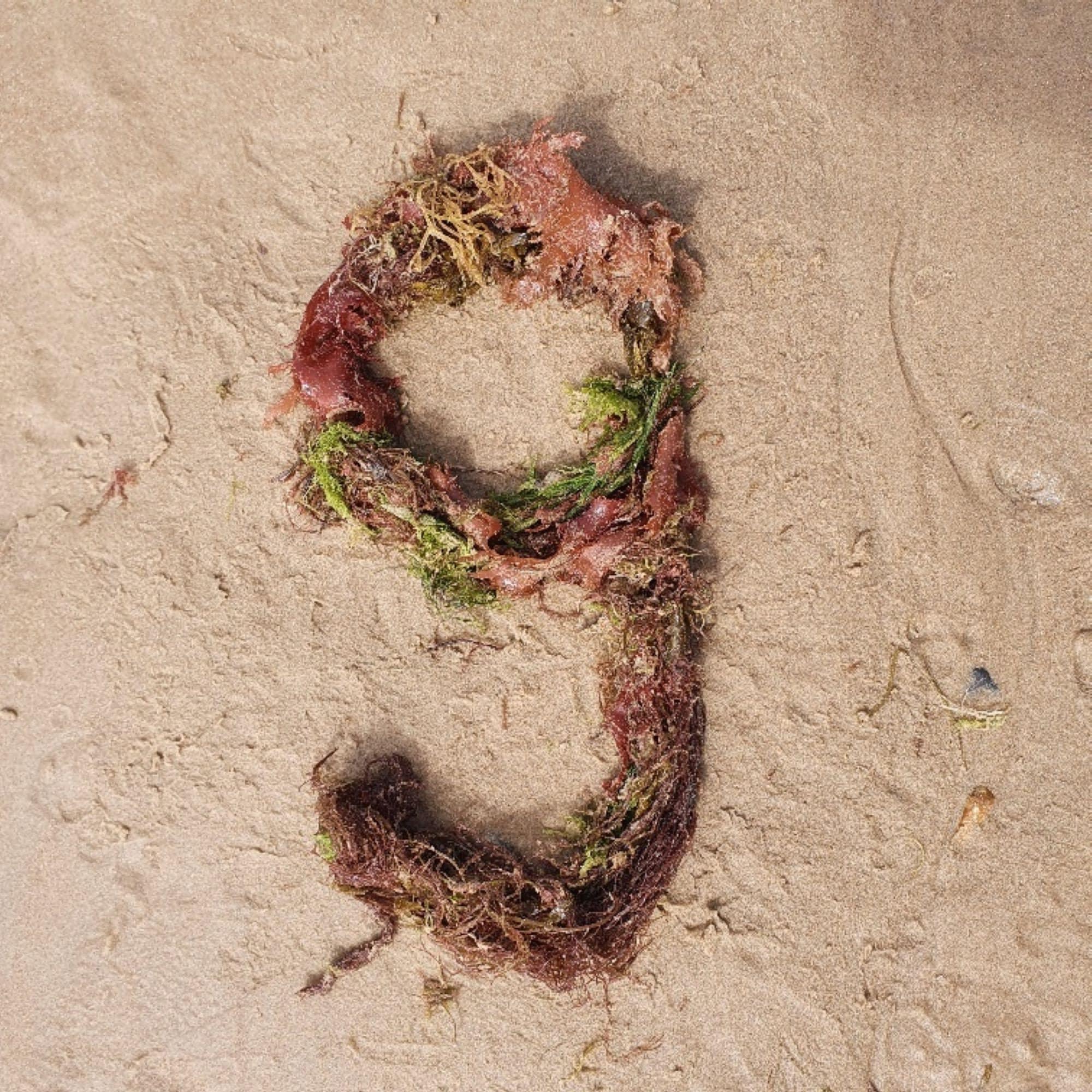 Seaweed Letters a to Z Phonics Alphabet Flashcards - Etsy UK