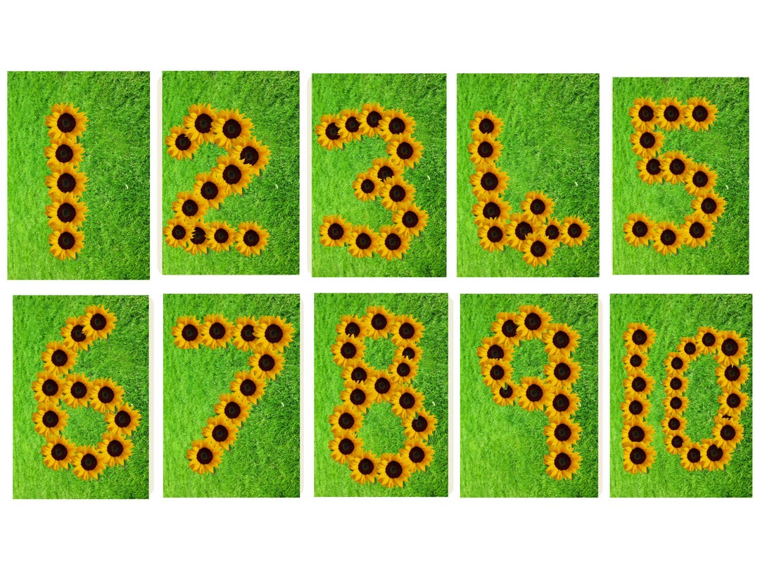 Sunflower Flash Cards Numbers 1 to 10 EYFS Preschool Learning - Etsy UK
