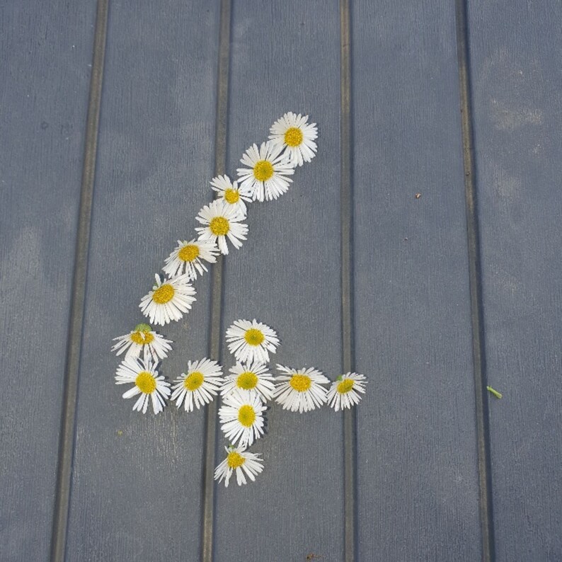 Daisy Numbers 1 to 10 Number Flashcards One to Ten Nature - Etsy