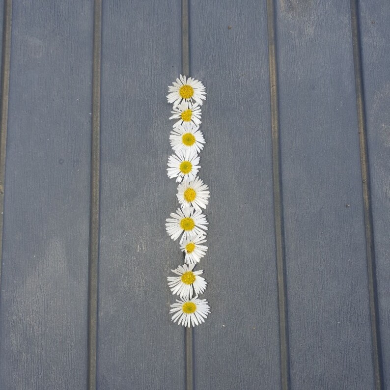 Daisy Numbers 1 to 10 Number Flashcards One to Ten Nature - Etsy