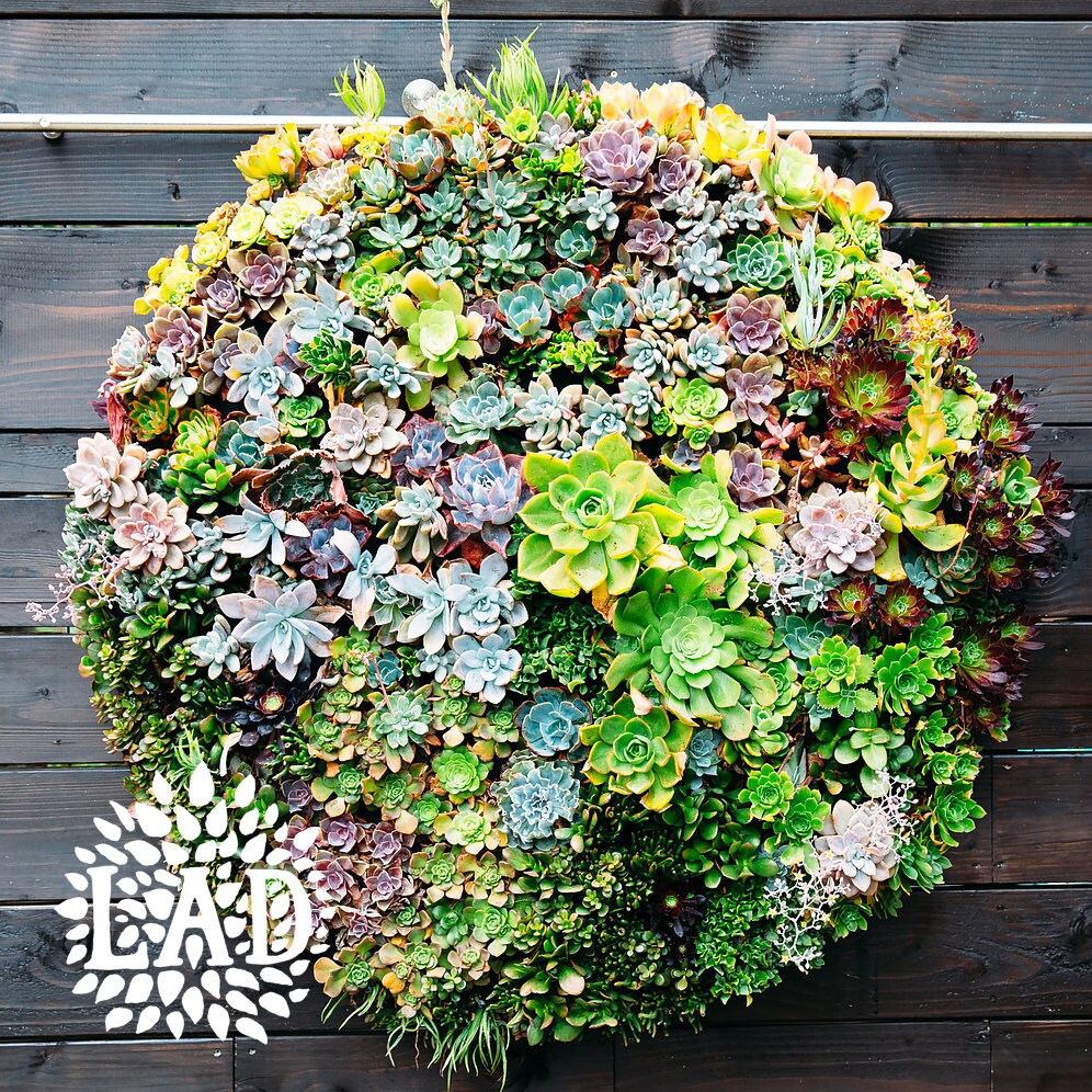 Handcrafted Circular Living Art Succulent (mounted Sliding Wall Fixture ...