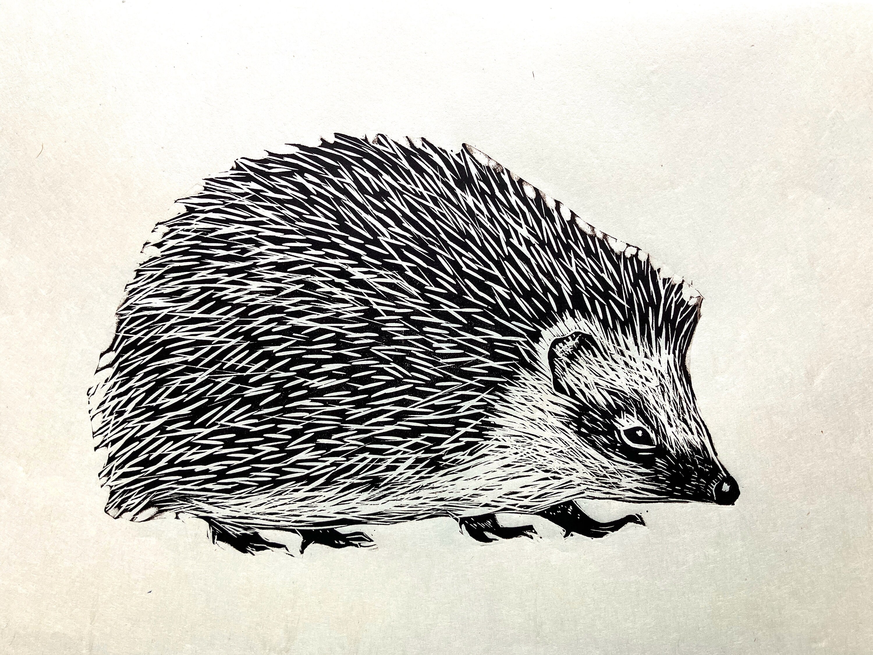 Hedgehog - A4 Lino Cut - Etsy