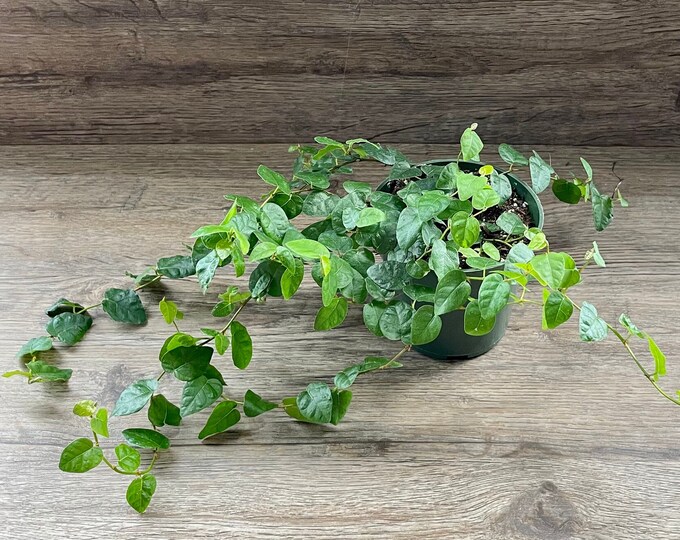 Ficus Repens Plant in a 4" Pot - Creeping Fig - Climbing Ficus Pumila ...