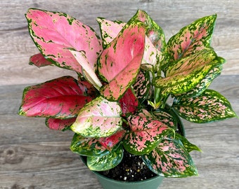 Aglaonema Pink Valentine Plant in a 4 Pot Variegated Chinese Evergreen ...
