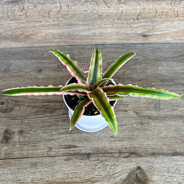 Cryptanthus - Etsy
