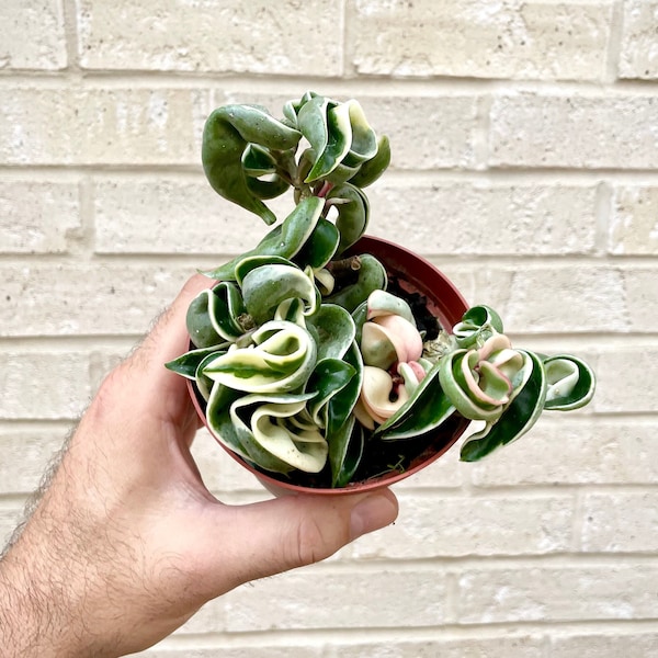 Hindu Rope Plant - Etsy