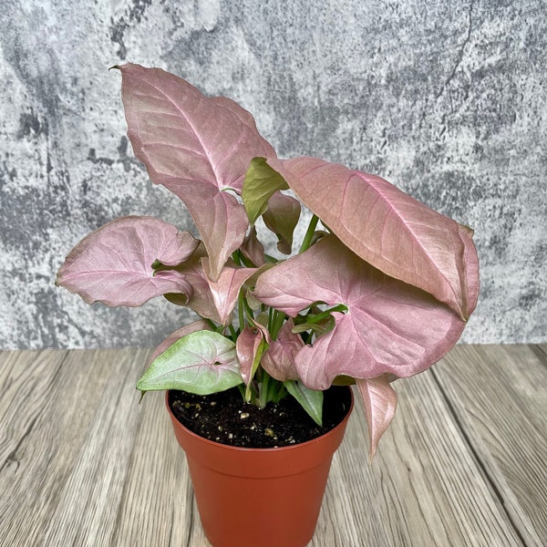 Nephthytis Syngonium Allusion - Etsy