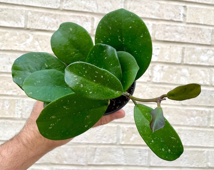 Hoya Obovata Splash Plant in 4" Pot - Exceptional Quality House Plant ...