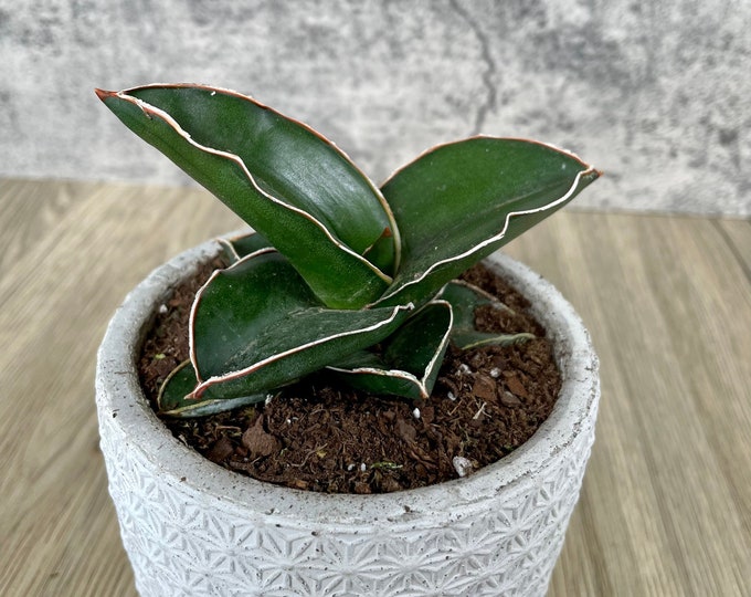 Sansevieria Samurai Plant in a 4 Pot Exceptional Quality House Plant ...
