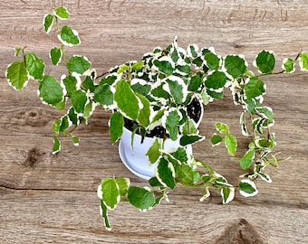 Ficus Repens Plant in a 4 Pot Creeping Fig Climbing Ficus Pumila Live ...