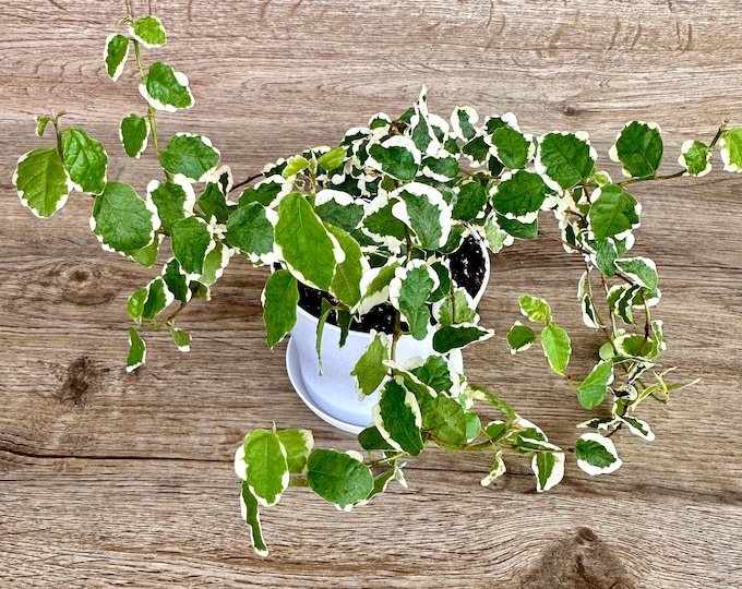 Variegated Ficus Repens Plant in a 4 Pot Creeping Fig Climbing Ficus ...