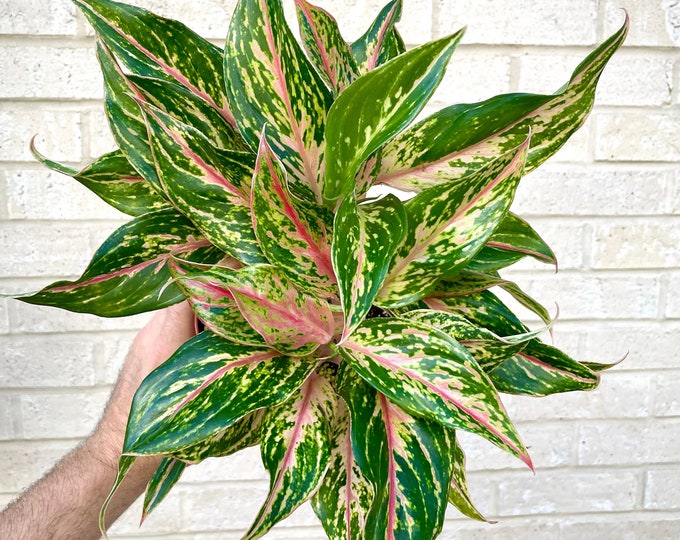 Aglaonema Sparkling Sarah Plant in a 6 Pot Variegated Chinese Evergreen ...
