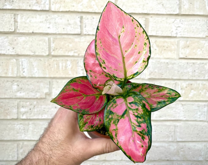 Aglaonema Pink Valentine Plant in a 4" Pot - Variegated Chinese ...