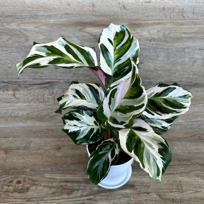 Calathea White Fusion - Etsy