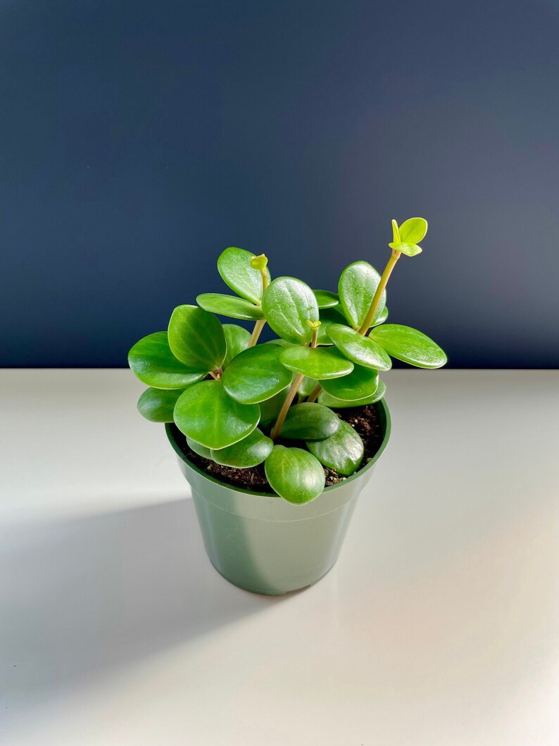 Peperomia Hope Plant in a 4 Pot Live Indoor House - Etsy