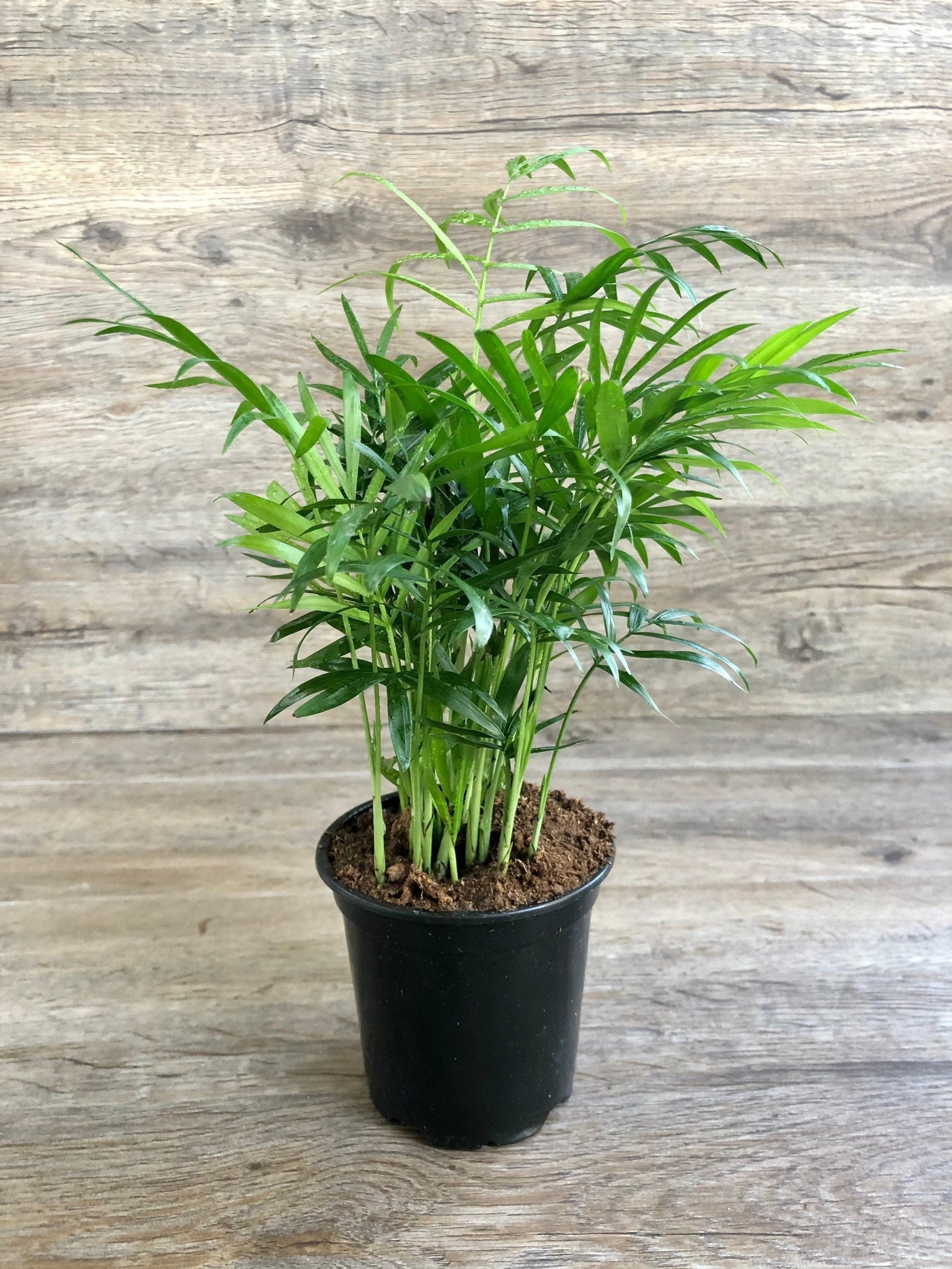 Neanthe Bella Palm Plant in a 4 Pot Parlor Palm - Etsy