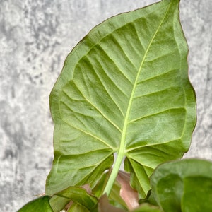 Syngonium Neon Robusta Plant in a 4 Inch Pot Pink Nephthytis Arrowhead ...