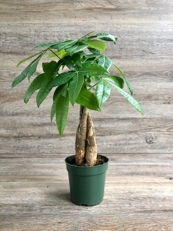 Money Tree in a 4 Pot Pachira Aquatica Bonsai - Etsy