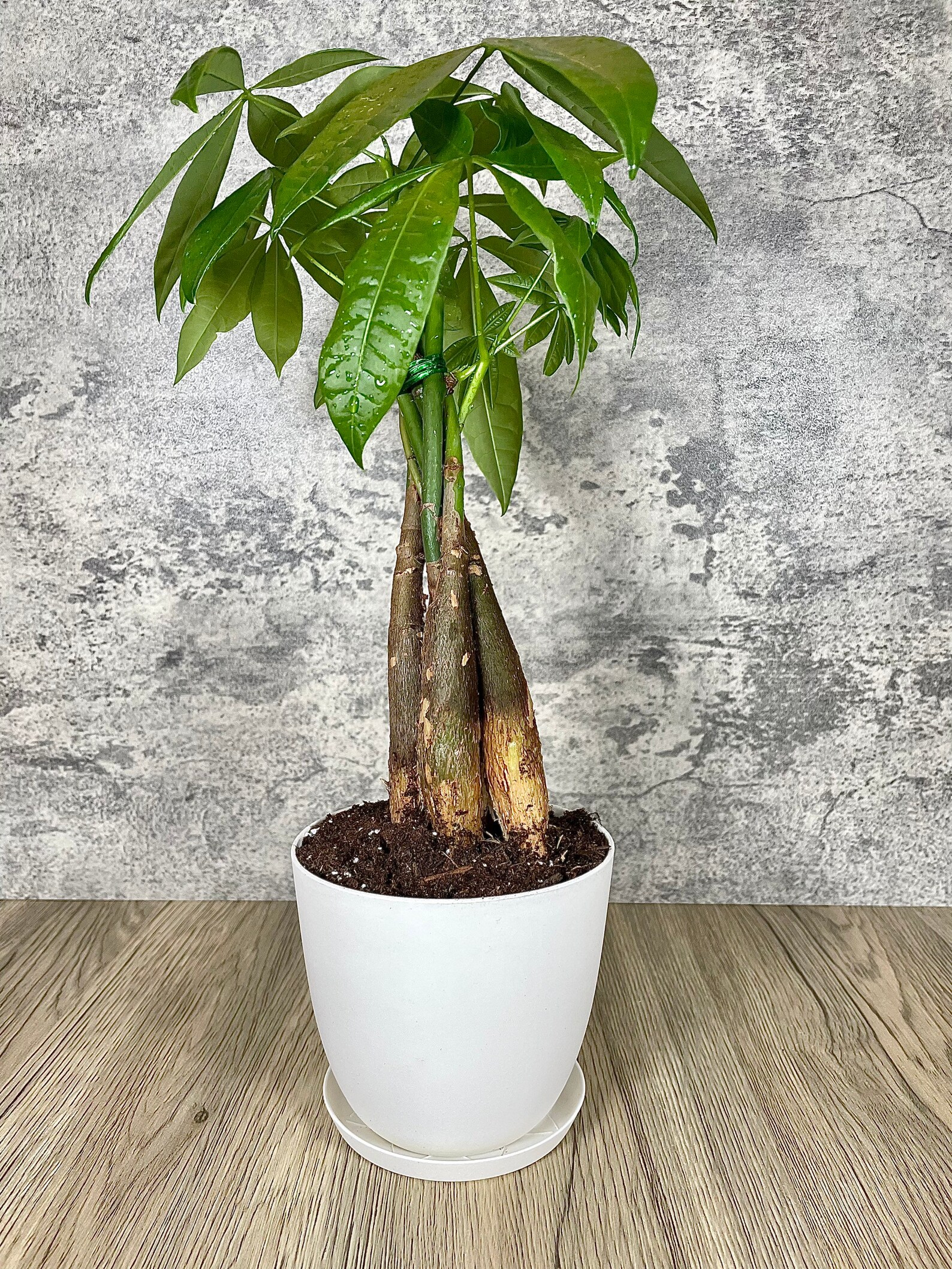 Money Tree in a 4 Pot Pachira Aquatica Bonsai - Etsy