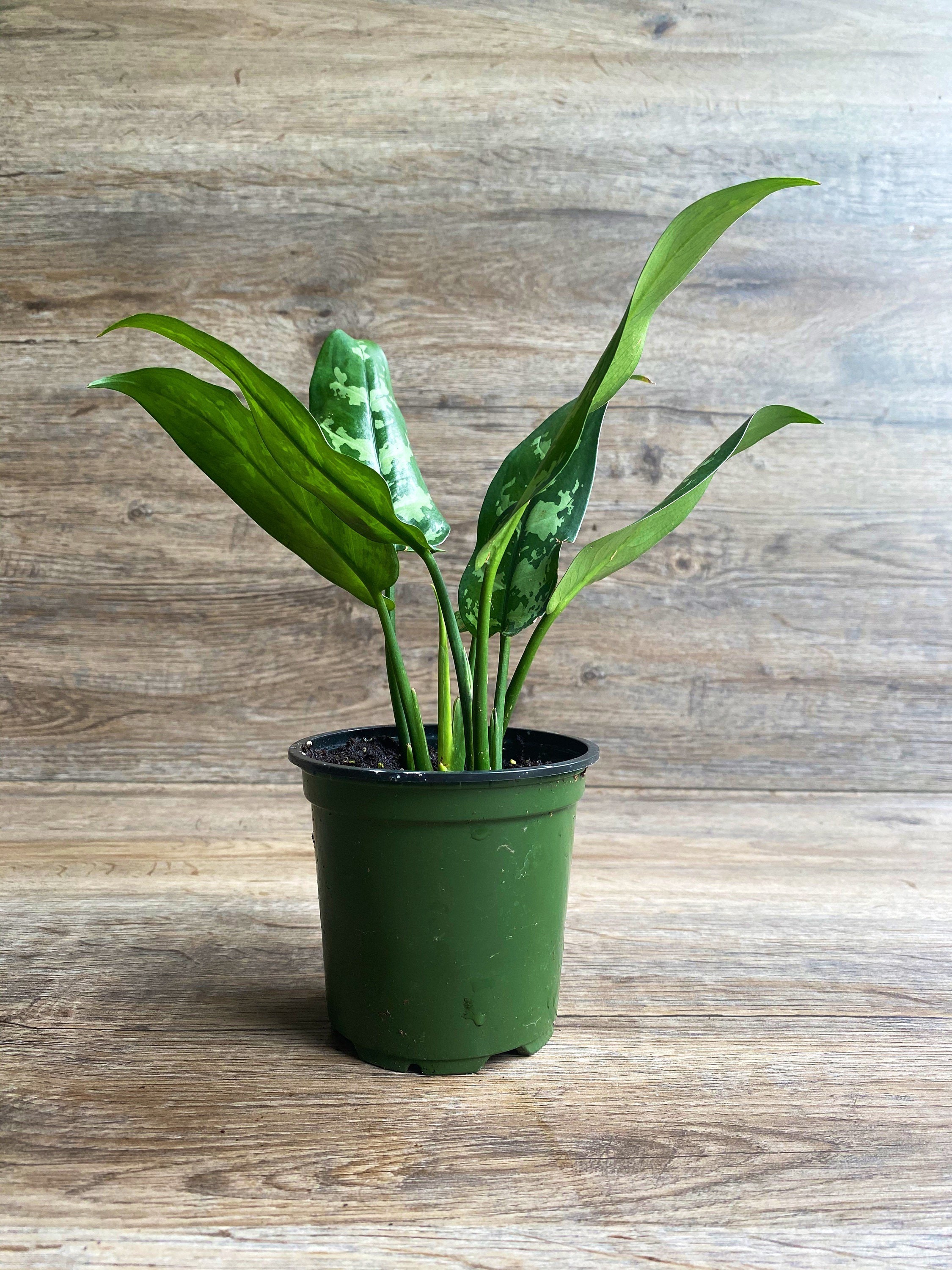 Aglaonema Maria Plant in a 4 Pot Live Indoor House - Etsy
