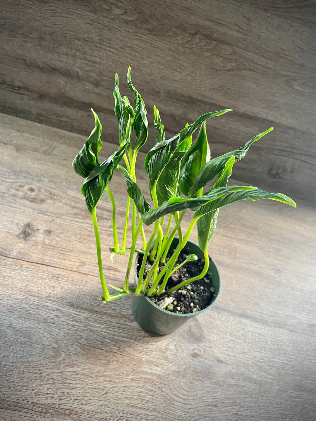 Epipremnum Aureum Shangri La Pothos Plant in a 4" Pot - Vining Indoor ...