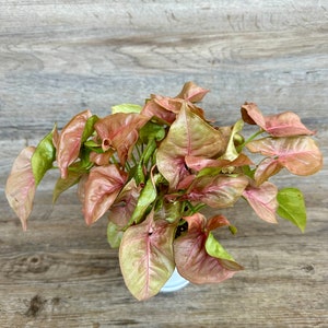 Syngonium Neon Robusta Plant in a 4 Inch Pot Pink Nephthytis Arrowhead ...