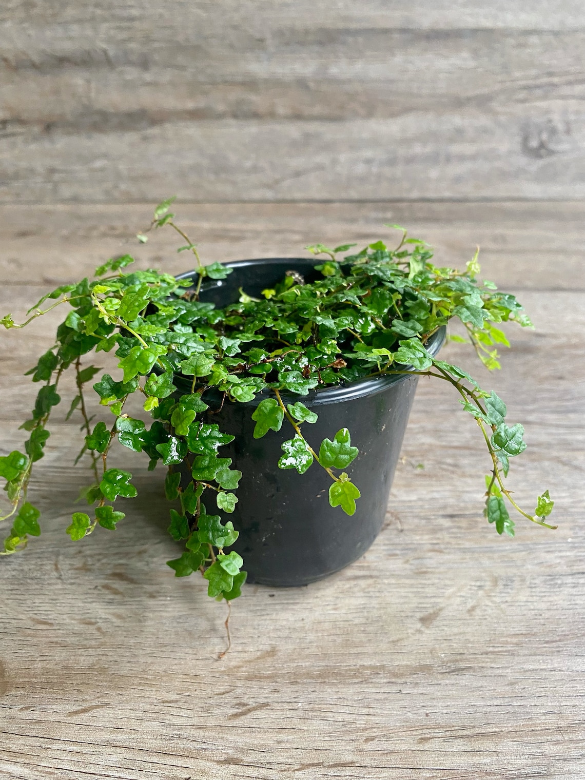 Ficus Pumila Quercifolia String of Frogs Plant in a 4 - Etsy Singapore