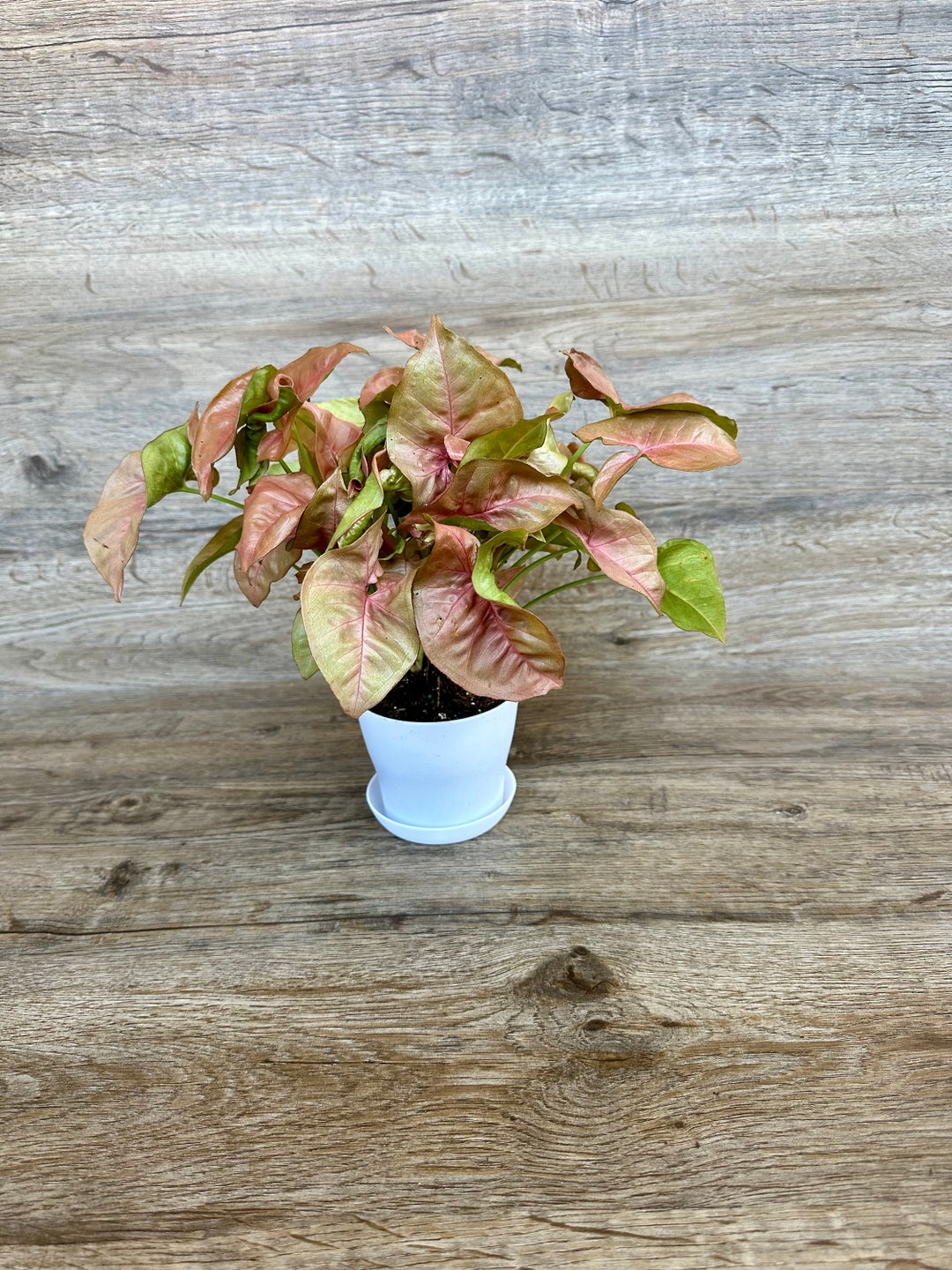 Syngonium Neon Robusta Plant in a 4 Inch Pot - Pink Nephthytis ...