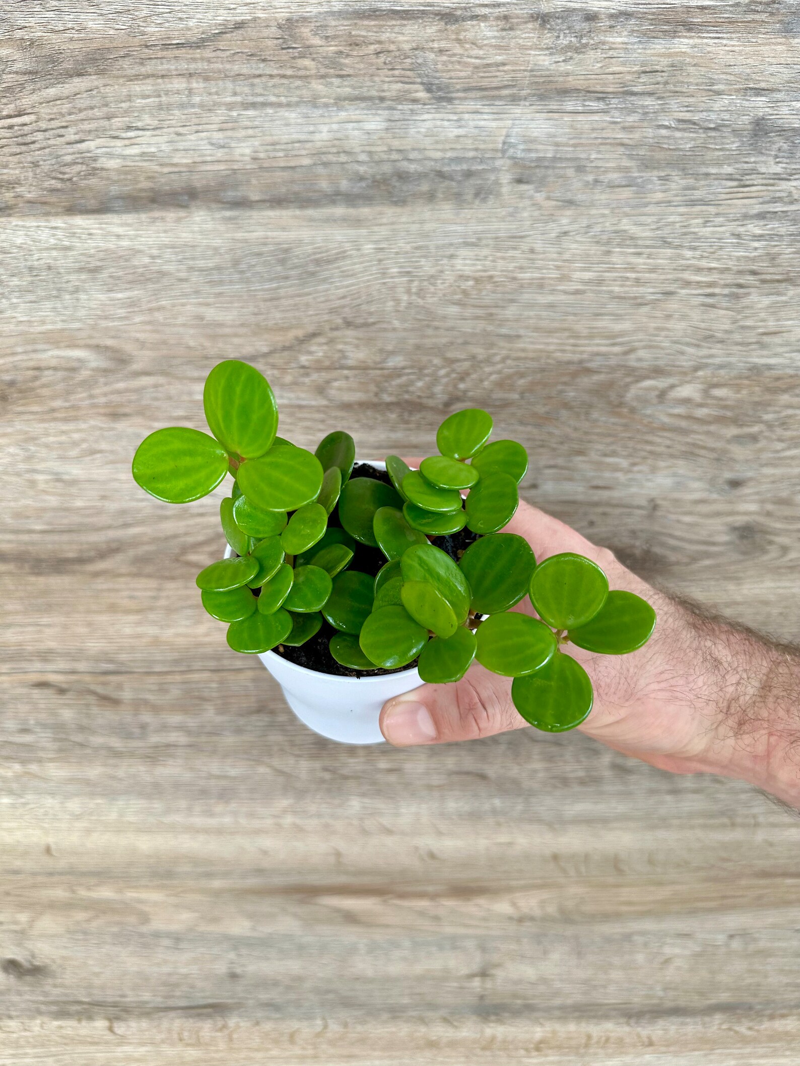 Peperomia Hope Plant in a 4 Pot Live Indoor Houseplant Trailing Jade ...
