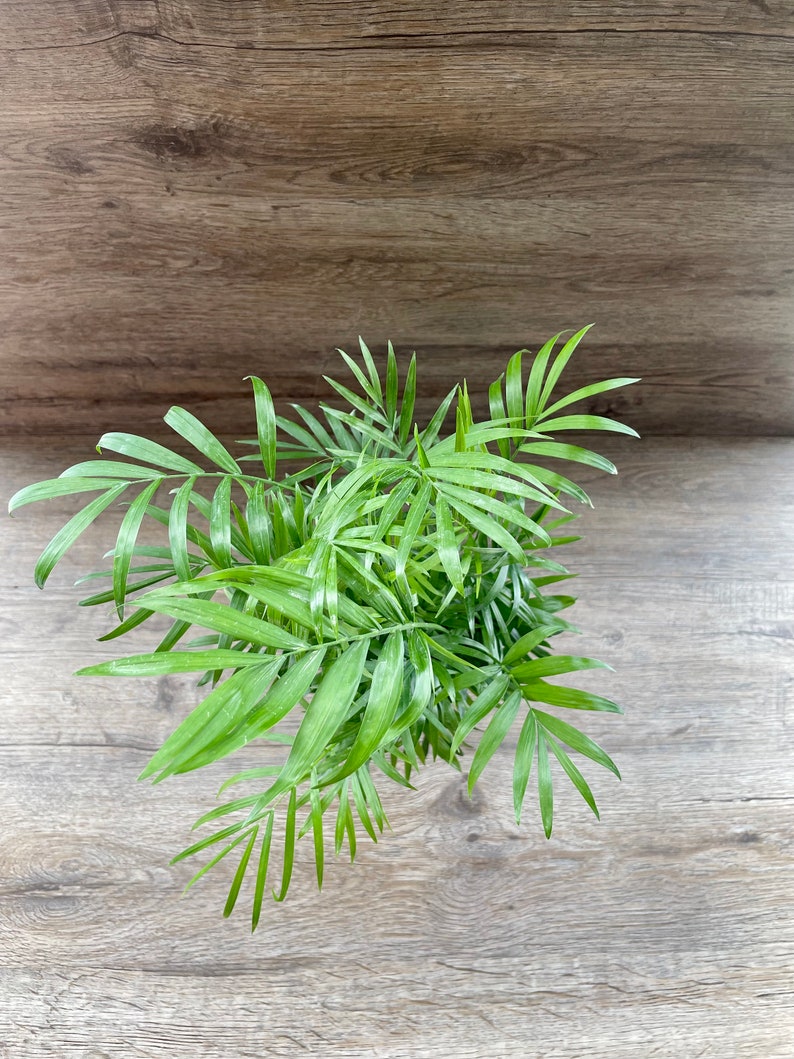 Neanthe Bella Palm Plant in a 4 Pot Parlor Palm Live - Etsy