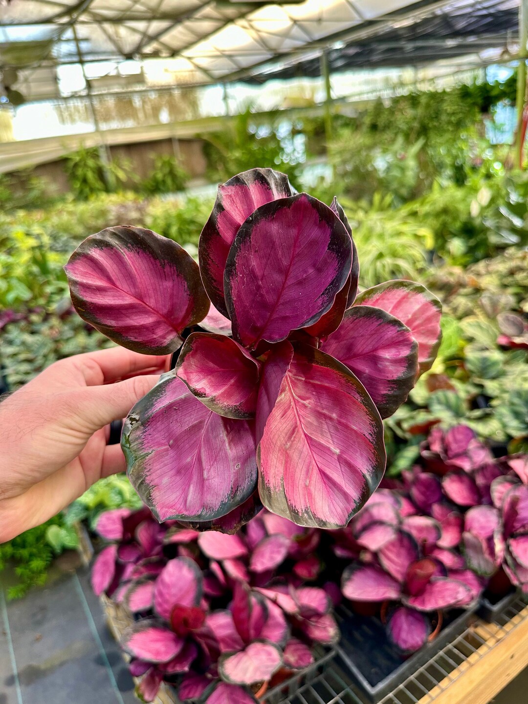 Calathea Pink Picturata, Hot Pink Roseopicta, Rosey Pink in a 4 Pot ...