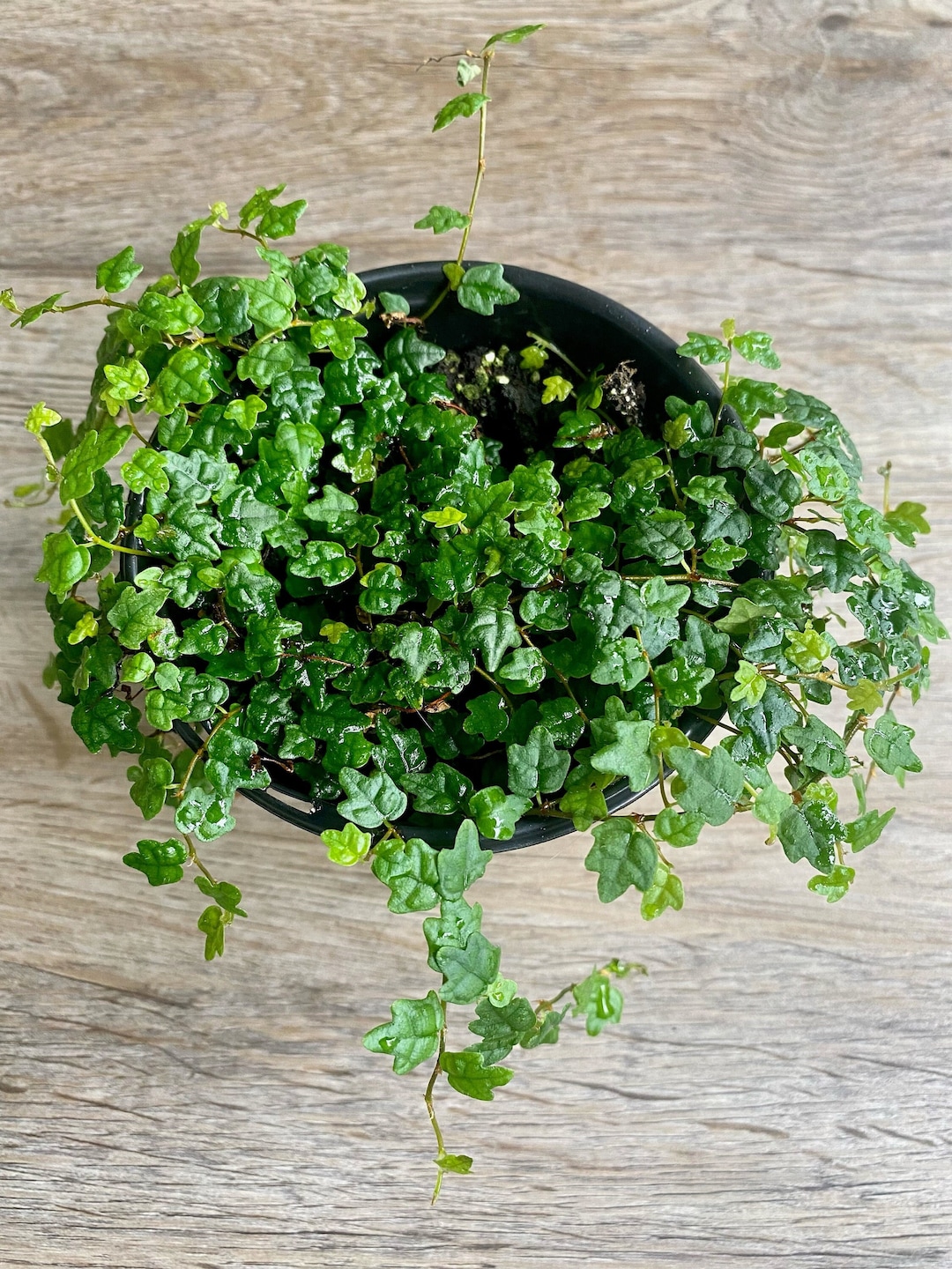 Ficus Pumila Quercifolia String of Frogs Plant in a 4 Pot Vining ...