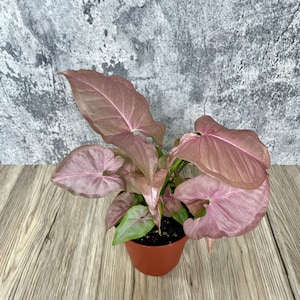 Syngonium Neon Robusta Plant in a 4 Inch Pot Pink Nephthytis Arrowhead ...