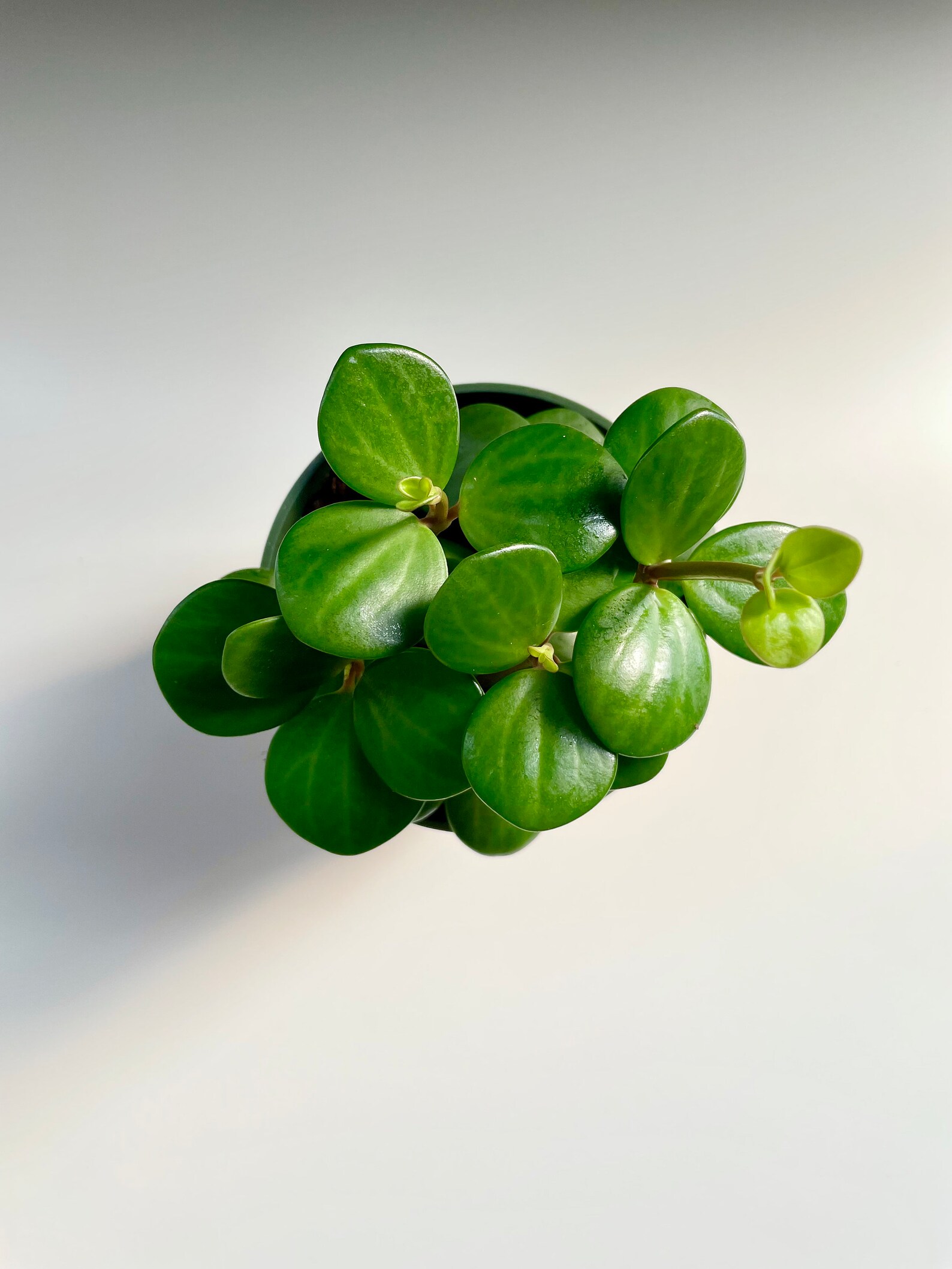 Peperomia Hope Plant in a 4 Pot Live Indoor Houseplant Trailing Jade ...