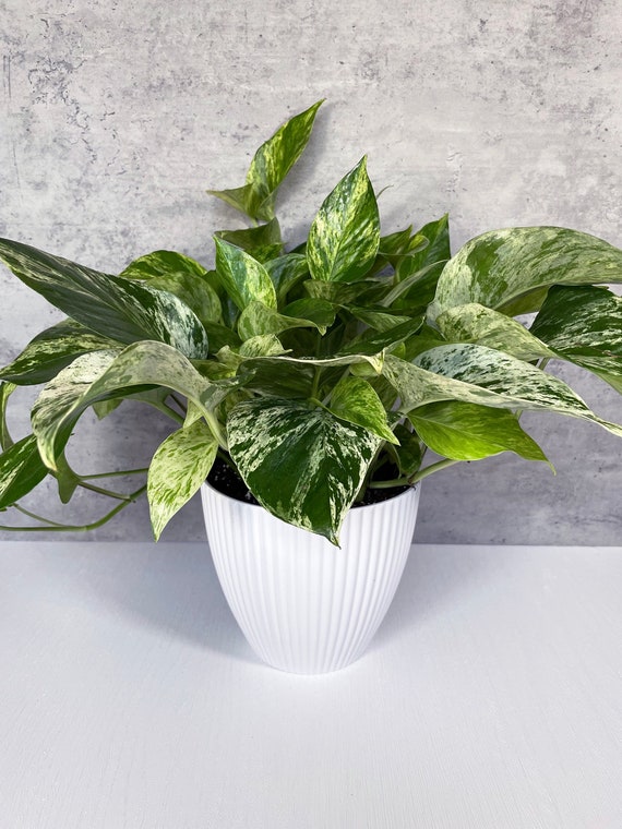 Marble Queen Pothos Plant in a 6 Pot Exceptional | Etsy