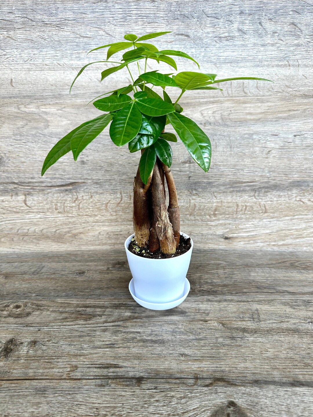 Money Tree in a 4" Pot - Pachira Aquatica - Bonsai Plant - Exceptional ...