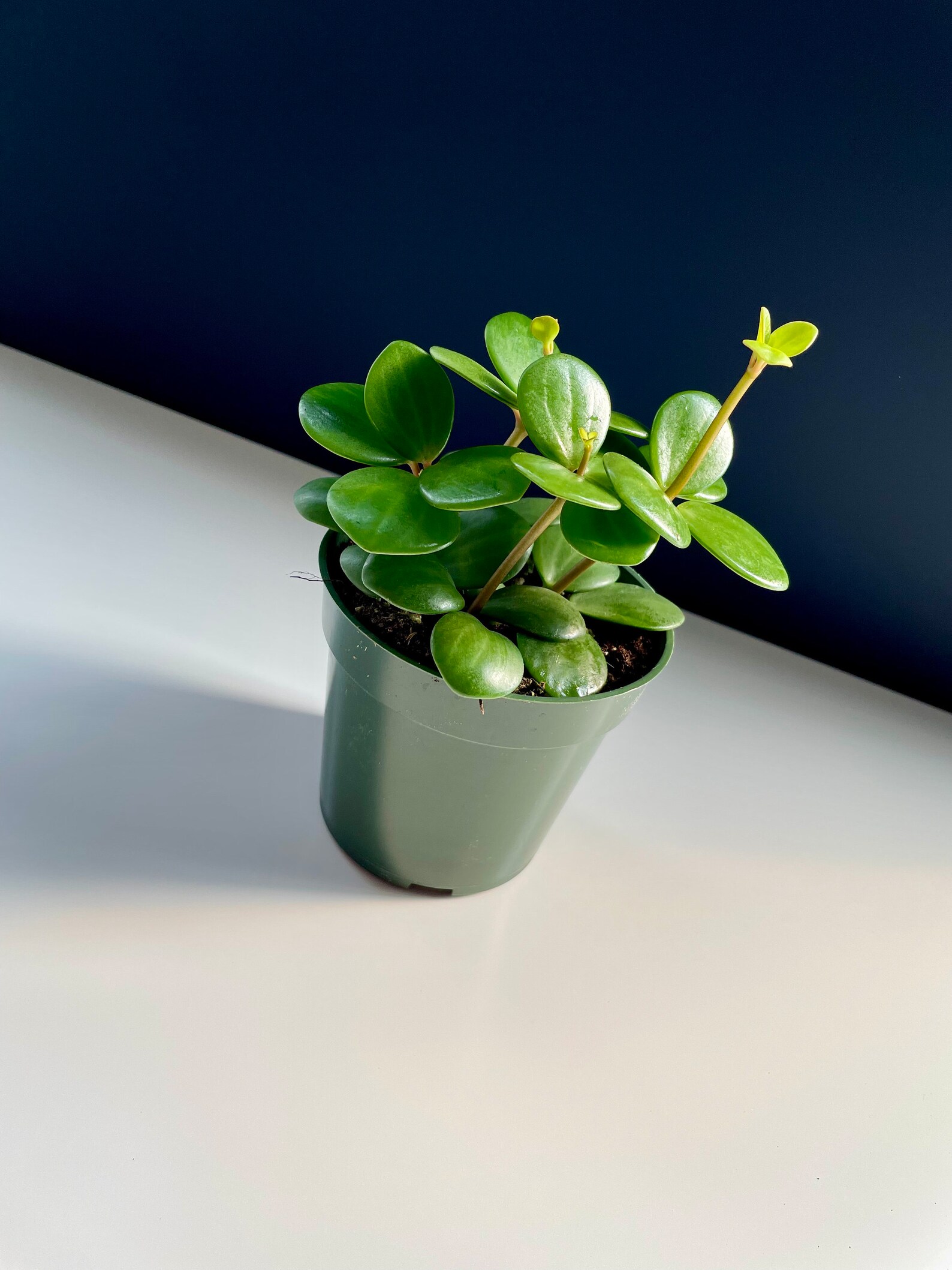 Peperomia Hope Plant in a 4 Pot Live Indoor Houseplant Trailing Jade ...