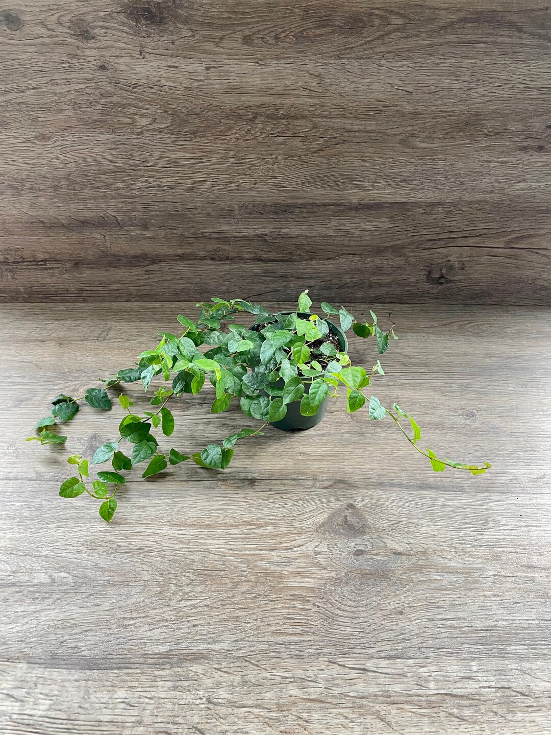 Ficus Repens Plant in a 4 Pot Creeping Fig Climbing - Etsy