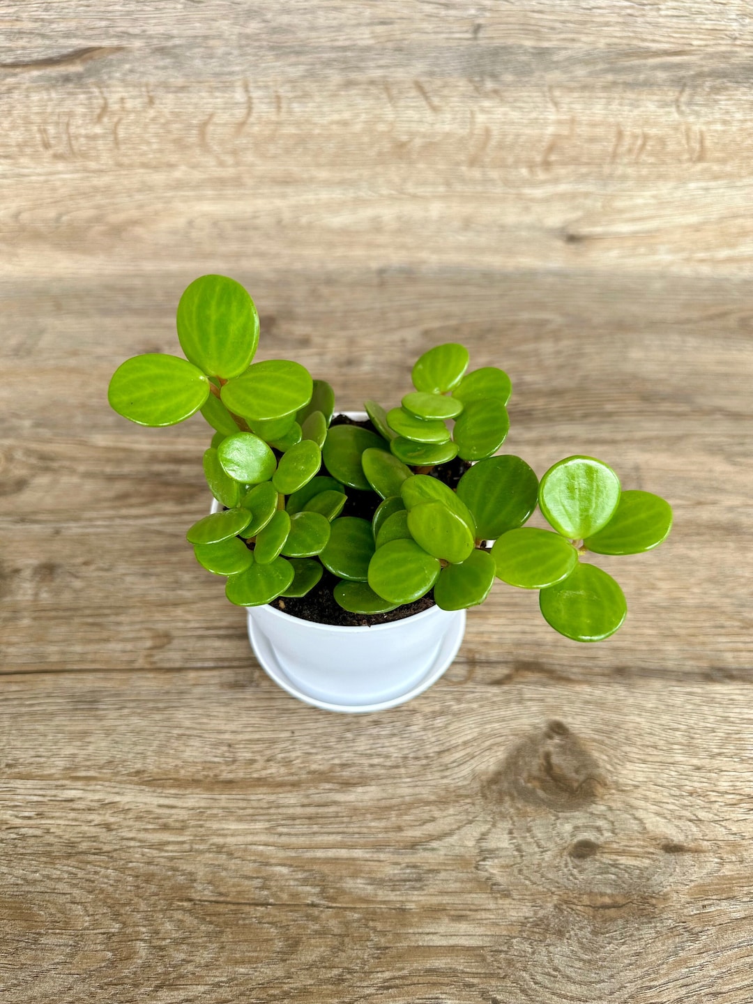 Peperomia Hope Plant in a 4 Pot Live Indoor Houseplant Trailing Jade ...