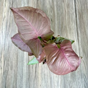 Syngonium Neon Robusta Plant in a 4 Inch Pot Pink Nephthytis Arrowhead ...