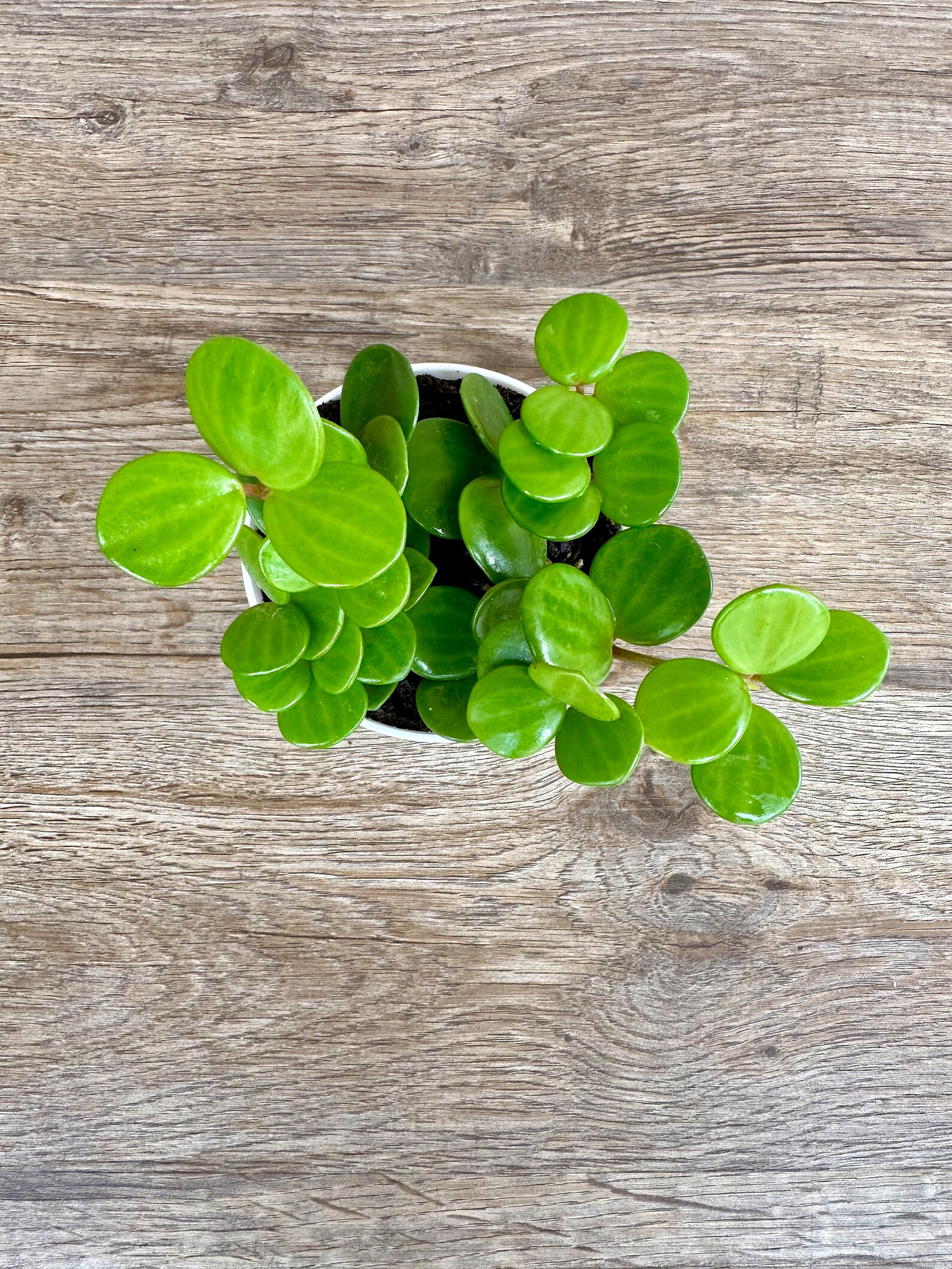 Peperomia Hope Plant in a 4 Pot Live Indoor Houseplant Trailing Jade ...