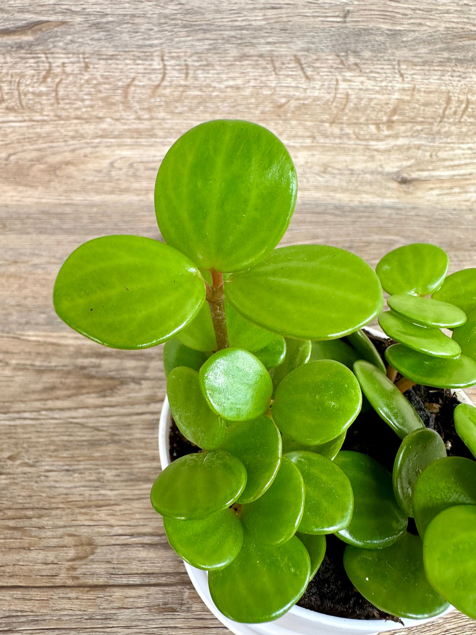 Peperomia Hope Plant in a 4 Pot Live Indoor Houseplant Trailing Jade ...