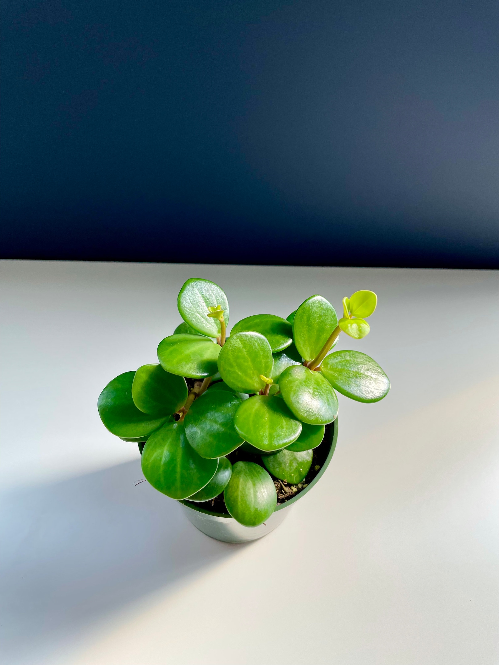 Peperomia Hope Plant in a 4 Pot Live Indoor Houseplant Trailing Jade ...